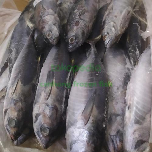Jual ikan tongkol deho/baby tuna /cakalang (mix/campurn) - Jakarta ...