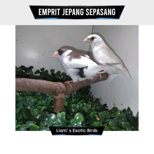 Jual Burung Emprit Jepang Emje Finch Sepasang - Satuan - Jakarta Timur ...