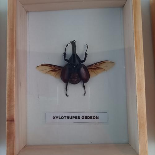Jual taxydermi Xylotrupes gedeon insectarium awetan serangga pigura ...
