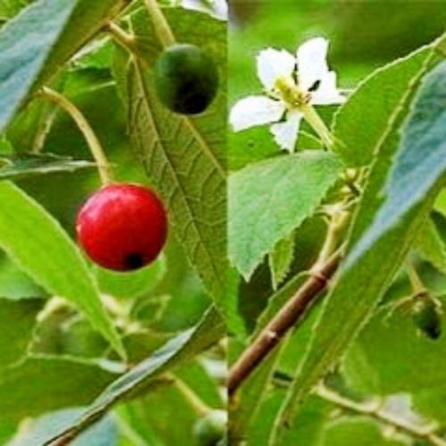 Jual Buah ceri buah karsen buah talok segar - Kab. Bekasi - cagawstore ...