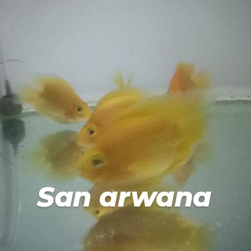 Jual ikan parot golden perot golden tankmate - Jakarta Timur - san ...