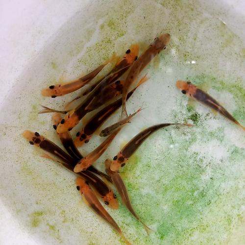 Jual ikan cae merbel pembersih aquarium - Kab. Bogor - berkah aquascape ...