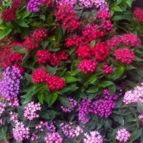 Jual tanaman hias bunga pentas bermacam warna 26 - Kota Tangerang ...