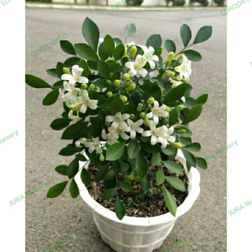 Jual Tanaman Hias kemuning - Kota Tangerang Selatan - JURA Nursery ...