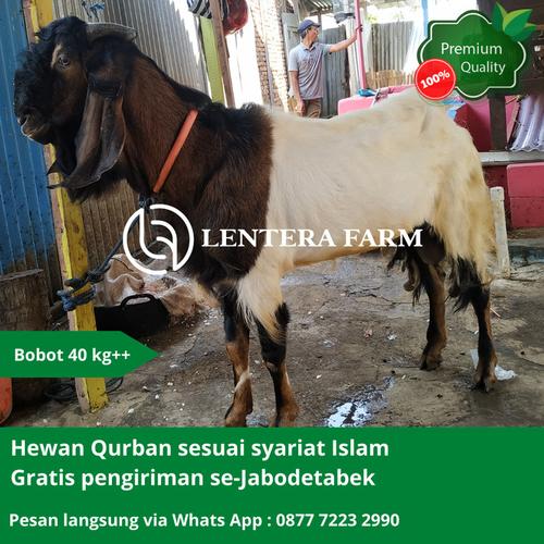 Jual Kambing Qurban Kelas Istimewa Bobot 40Kg++ - Jakarta Barat - Lentera Farm | Tokopedia