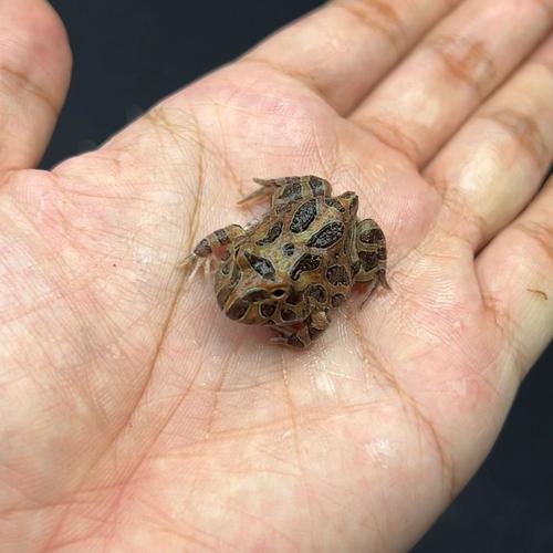 Jual PROMO - BELI KODOK PACMAN FROG BONUS BOX - PERSEDIAAN TERBATAS ...