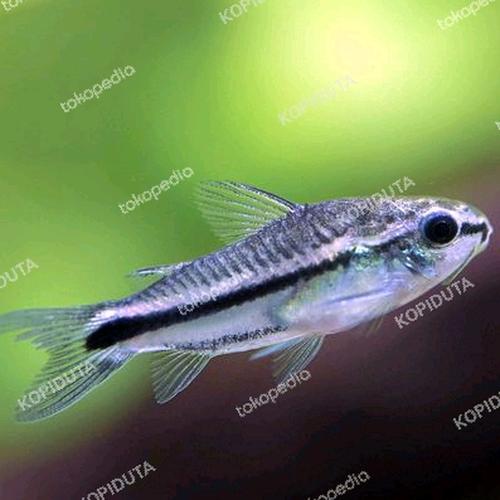 Jual IKAN CORYDORAS PYGMY PEMBERSIH - Kota Bekasi - KOPIDUTA | Tokopedia