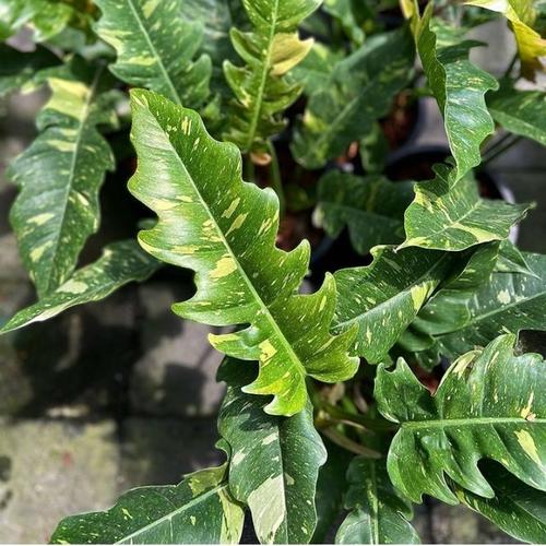 Jual philodendron ring of fire variegata (size s) - Kab. Bogor - 2 ...
