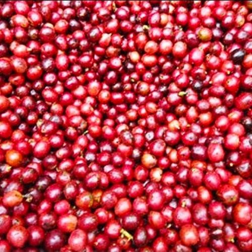 Jual buah kopi segar buah kopi arabika cherry 500gr fresh bandung - Kab. Bandung - kanitta3 shop ...