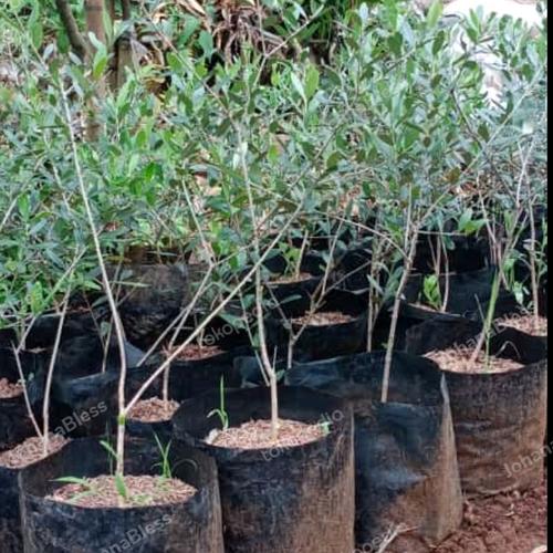 Jual Termurah pohon zaitun atau olive tree jenis BM 80 cm - Kota Bogor ...