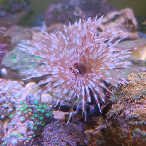 Jual cacing koker cacing kelapa/hawaian feather dust worm aquarium laut ...