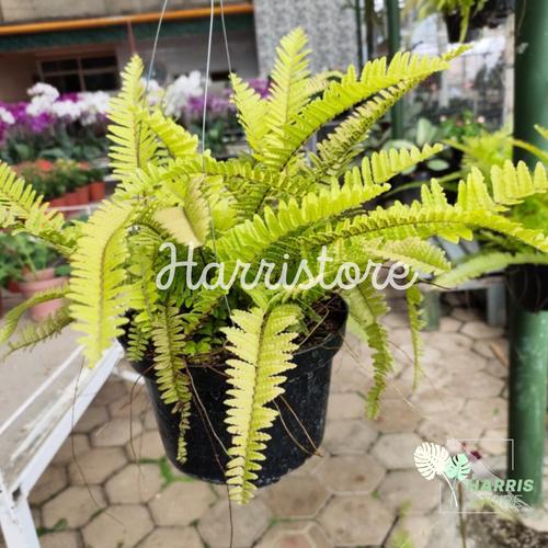 Jual Pakis Boston Kuning tanaman paku rimbun tanaman gantung kelabang ...