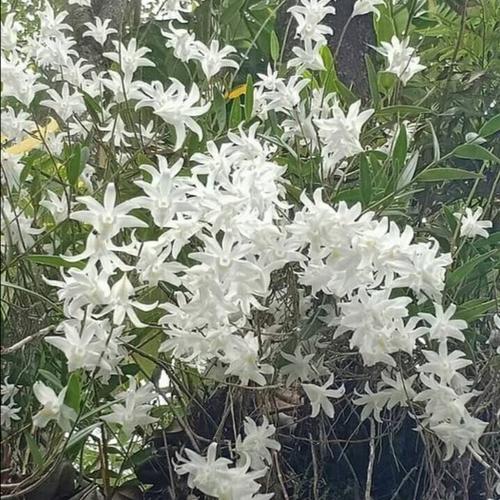 Jual [ DEWASA ] Dendrobium crumenatum Variegata: Anggrek Merpati Corak ...