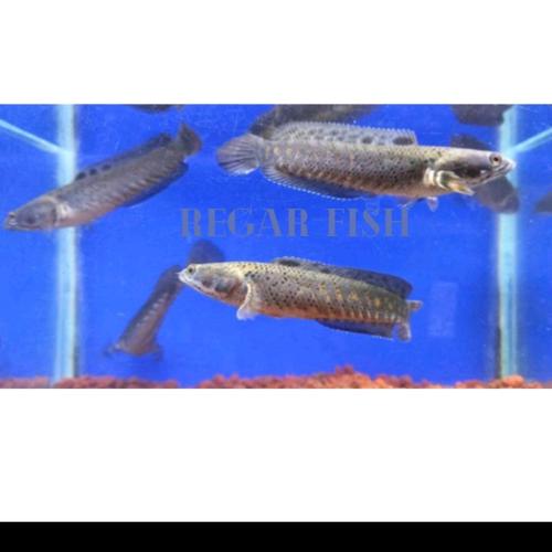 Jual channa blue pulcra size 7-8 cm/blue pulchra/garansi unboxing ...