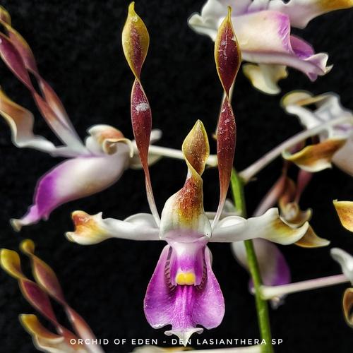 Jual anggrek dendrobium lasianthera SP dewasa - Kota Batu - Ezr Eden ...