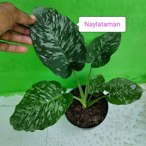 Jual Tanaman Hias Homalomena army-Pohon Homalomena - Kab. Bogor - Nayla ...