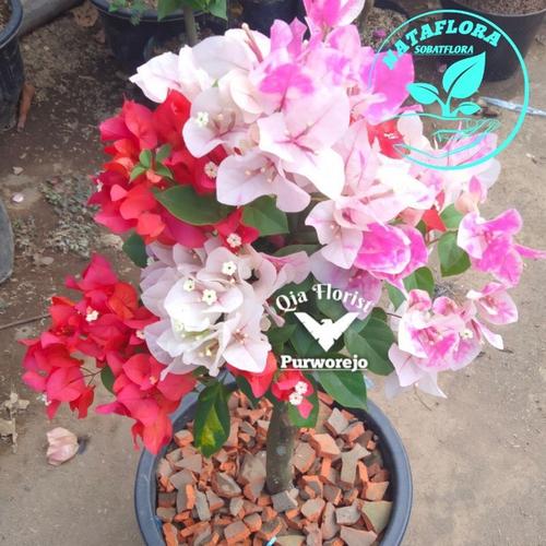 Jual TERLARIS!!TANAMAN HIAS BUGENVIL 3 WARNA ICE//BUNGA KERTAS - Kab ...