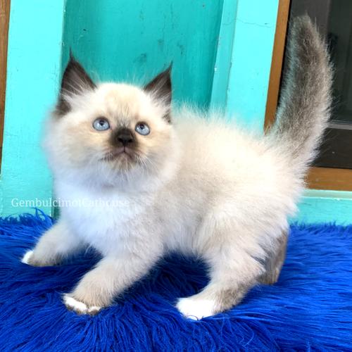 Jual Kucing Kitten Ragdoll Point Jantan - Kota Depok - GembulCimot ...