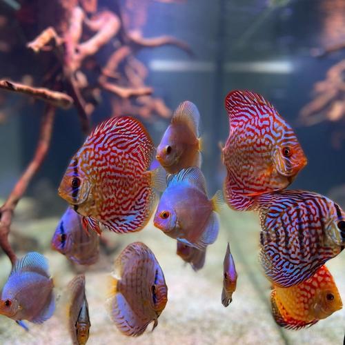 Jual Discus Pattern ( leopard , snake skin , Turqoise , chekckerboard ...