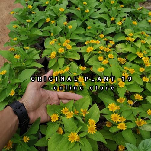 Jual Tanaman hias bunga matahari mini - Kota Tangerang Selatan ...