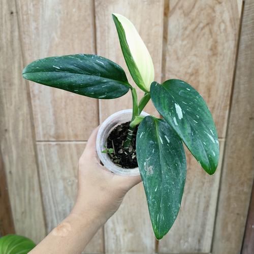 Jual Tanaman Hias Monstera Standleyana Variegata Putih - Kab. Lumajang ...