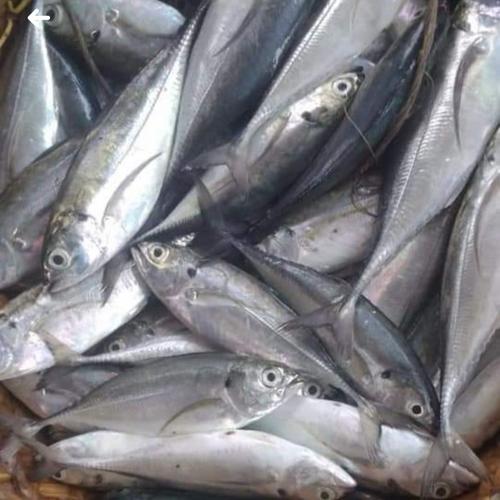 Jual Ikan Tengkek Ikan Laut Hasil Laut Seafood Segar 1 Kg - Jakarta ...