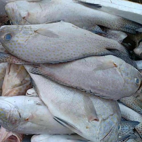 Jual Ikan Kaci Kaci Hasil Laut Segar Seafood 1 Kg - Jakarta Barat ...