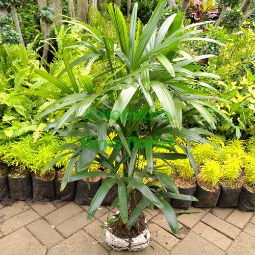 Jual Tanaman hias Palem waregu/palem regu/palm jari - Jakarta Timur ...