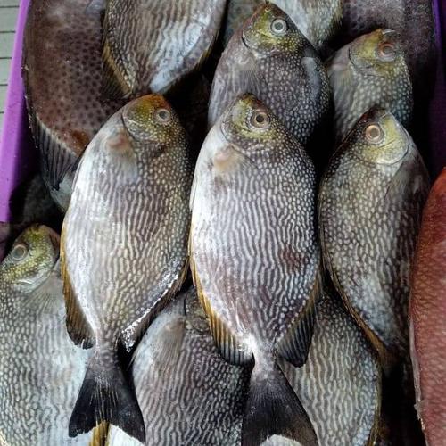 Jual Ikan Baronang Ikan Laut Segar Seafood Fresh 1 Kg - Jakarta Barat ...