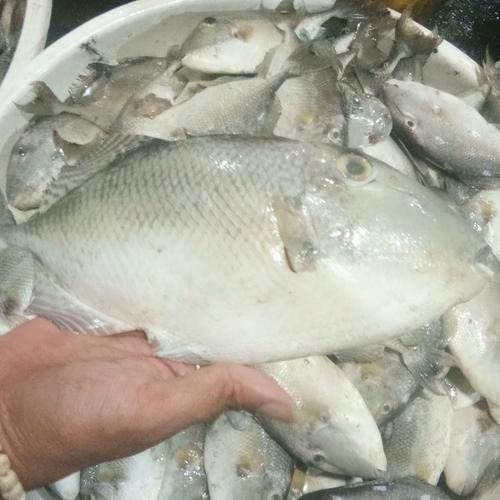 Jual Ikan Ayam-ayam/takol Fresh 1kg - Jakarta Utara - Seafood Nusantara ...