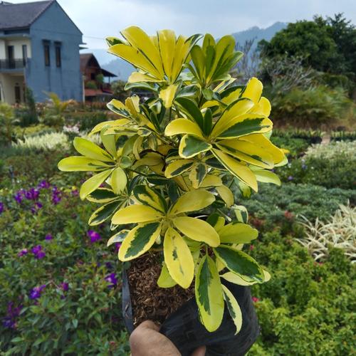 Jual Tanaman hias Walisongo varigata/ house plant/ bisa indoor dan ...