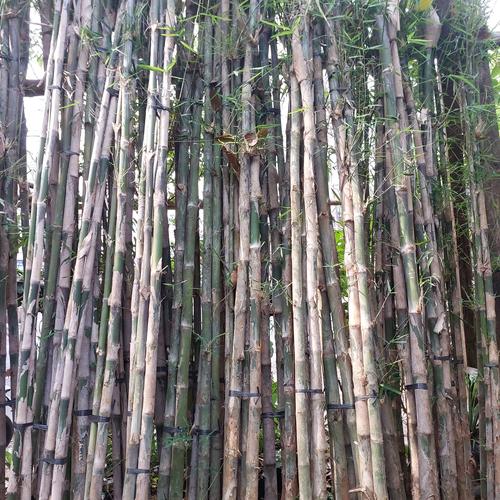 Jual Pohon bambu hijau jepang - Jakarta Barat - dayplant landscape ...