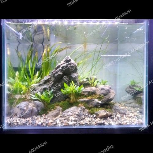 Jual Aquascape Low Budget - Jakarta Barat - SINAR MUTIARA AQUARIUM ...