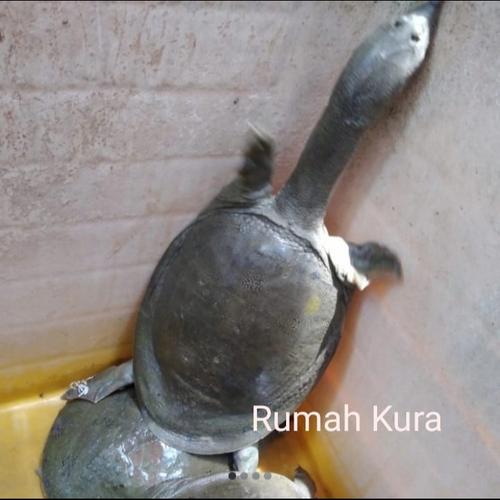 Jual kura kura bulus labi labi 25cm berat 1 kg - Jakarta Barat - rumah ...