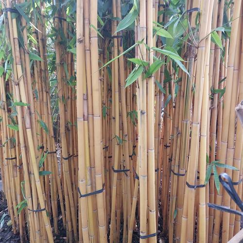 Jual Pohon bambu kuning panda - Jakarta Barat - dayplant landscape ...