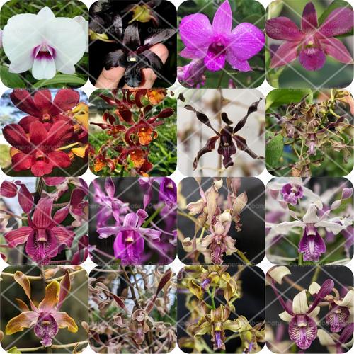Jual Bibit Seedling Anggrek Dendrobium Tanaman Hias Beli 10 Free 2 ...