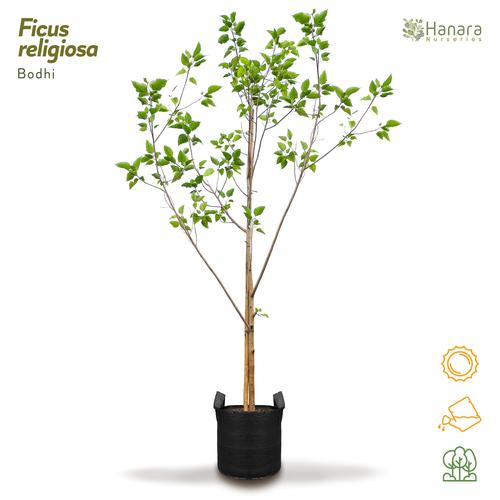 Jual Ficus religiosa - Bodhi - pohon instan/instant tree - Kota Bogor ...