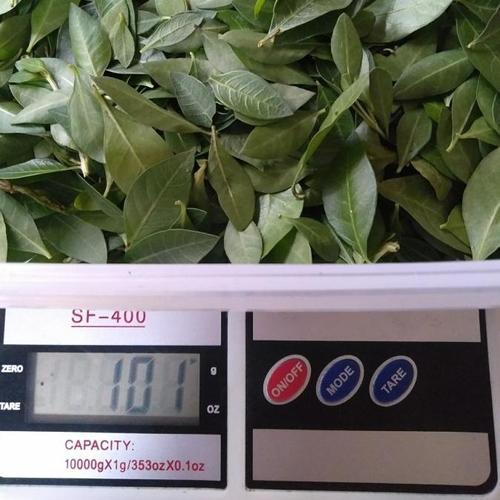 Jual daun henna segar - daun inai - pacar kuku - pewarna kuku - kering ...