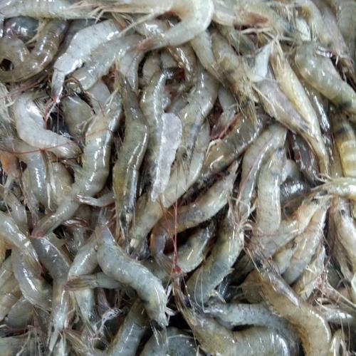 Jual Udang Api-Api Fresh 1kg - Jakarta Utara - Seafood Nusantara ...