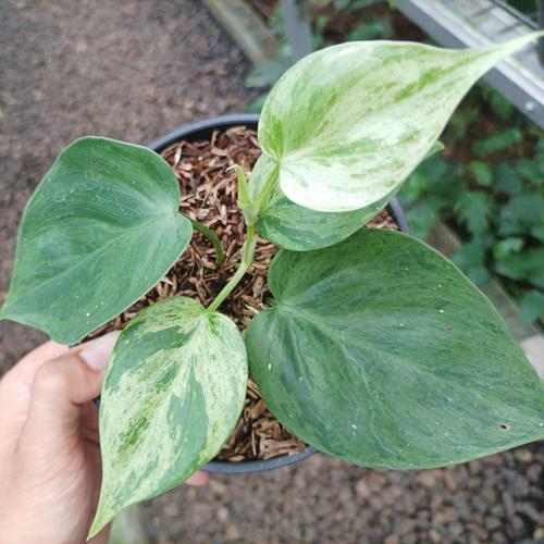 Jual philodendron hederaceum variegata - philo mican variegata mint ...
