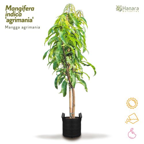 Jual Mangifera indica 'agrimania' - Mangga Agrimania - pohon instan ...