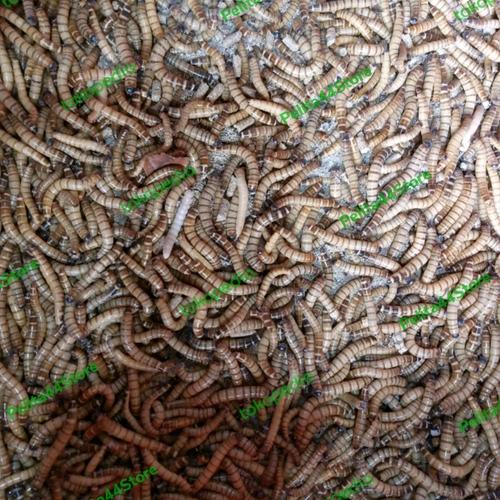 Jual ULAT JERMAN HIDUP UNTUK PAKAN BURUNG/IKAN/REPTIL - 50GR - Jakarta ...