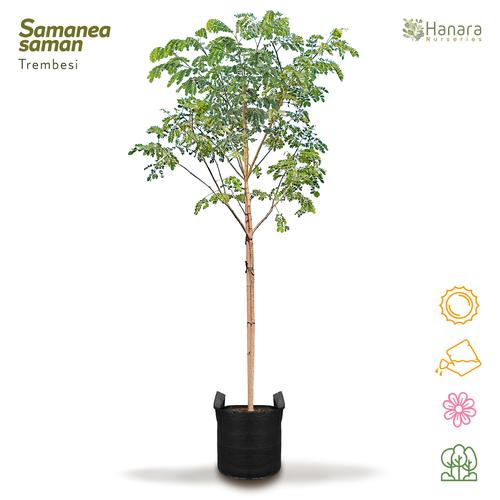 Jual Samanea saman - Trembesi - pohon instan/instant tree - Kota Bogor ...
