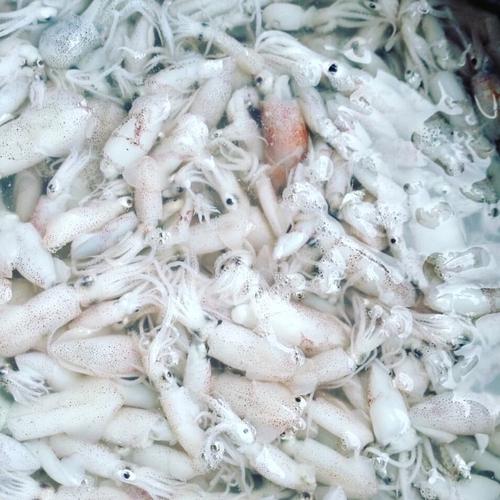 Jual Baby Cumi Hasil Laut Seafood Segar 1 Kg - Jakarta Barat - Gerobak ...