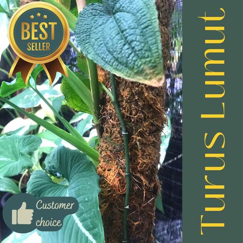 Jual TURUS LUMUT TEBAL | RAMBATAN TANAMAN 100 cm / 70 cm - 60cm - Kota ...