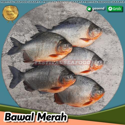 Jual Ikan Bawal merah bersih insang FRESH | Ikan Bawal merah tawar ...
