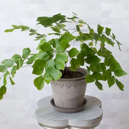 Jual suplir gajah / Adiantum peruvianum / tanaman hias - Kota Tangerang ...