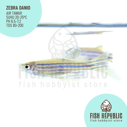 Jual Zebra Danio Zebrafish Ikan Hias Aquascape Air Tawar - 3 cm - Kab ...