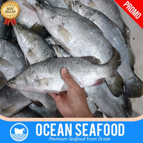 Jual Ikan Kakap Putih Segar 1kg - Ikan Baramundi Fresh - Seabass - 1 kg ...