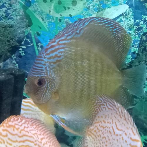 Jual Ikan Discus Blue Heckel 6 Inch - Kota Depok - H Discus | Tokopedia